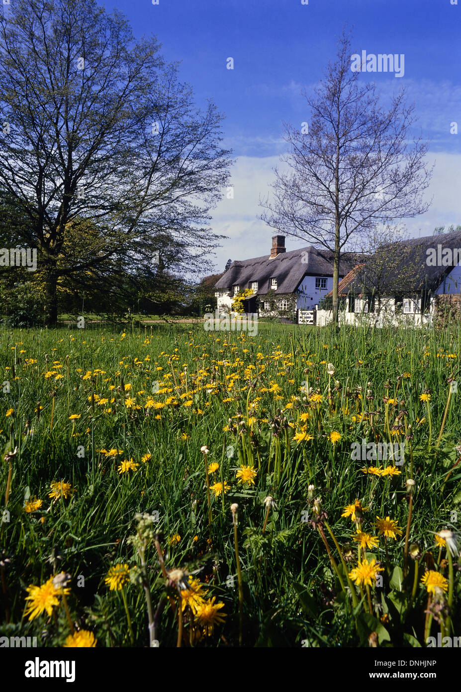 Thatched cottages at Hilton village, Huntingdon, Cambridge, UK Stock ...