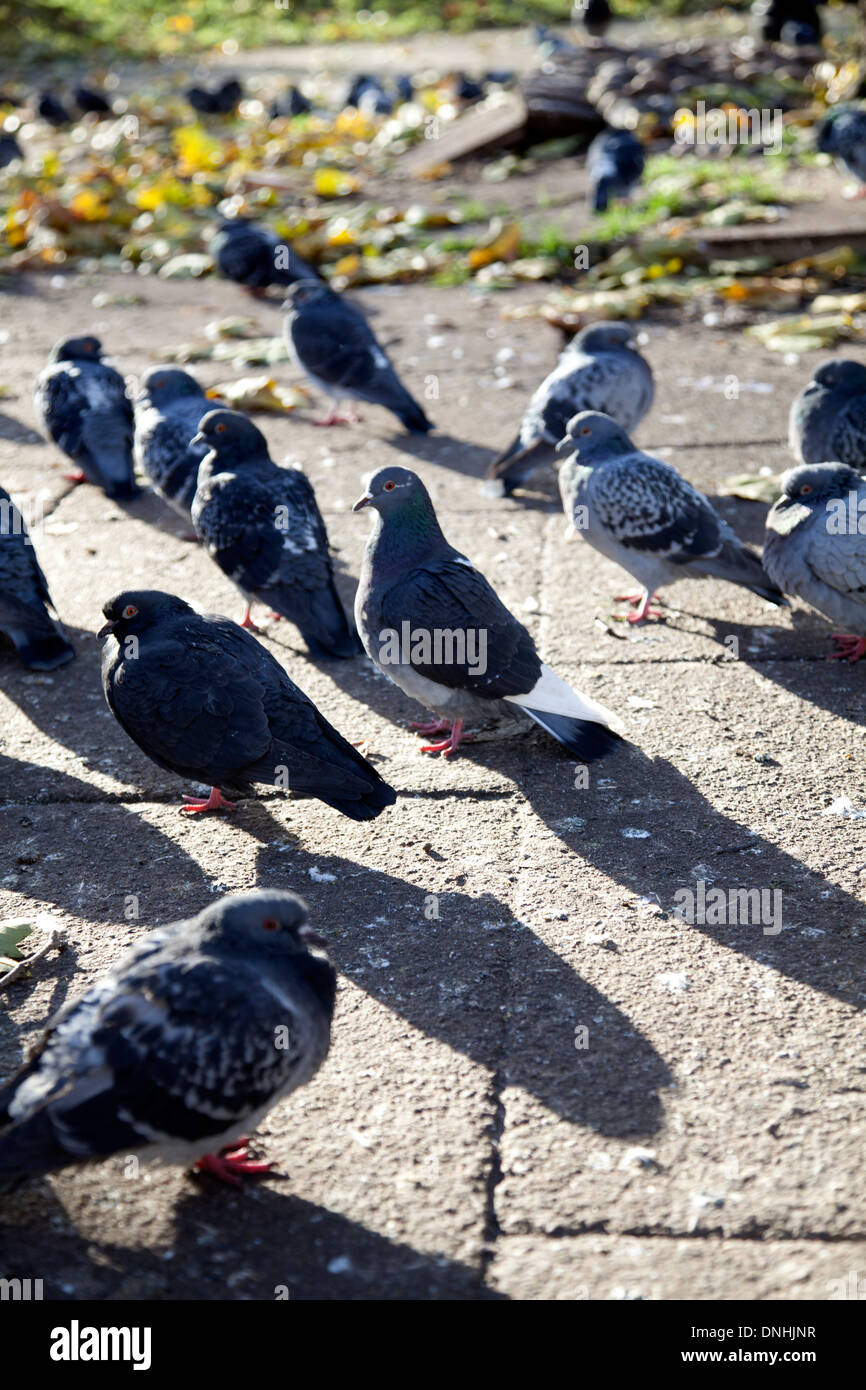 Pigeons in square hi-res stock photography and images - Alamy