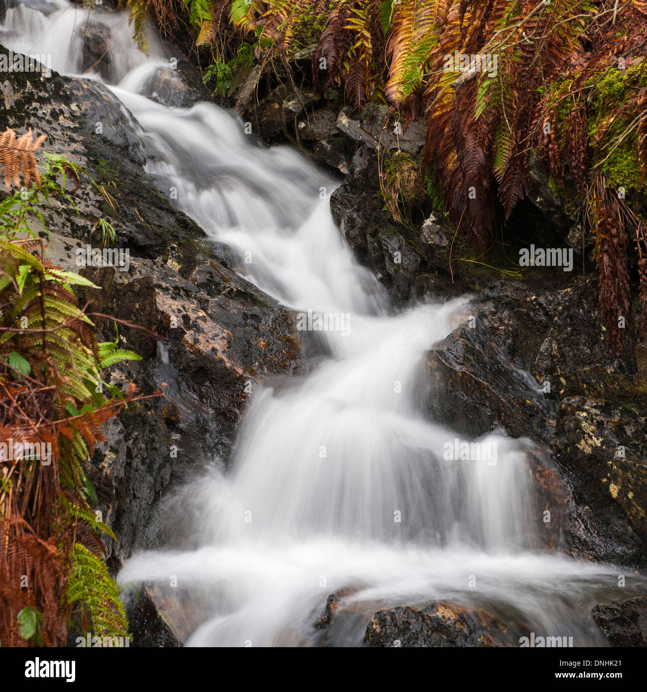 Water running off leaf hi-res stock photography and images - Alamy