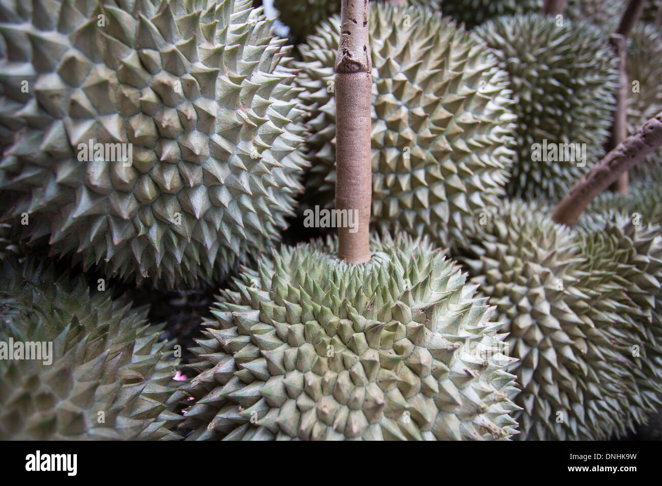 Thai durian hi-res stock photography and images - Alamy