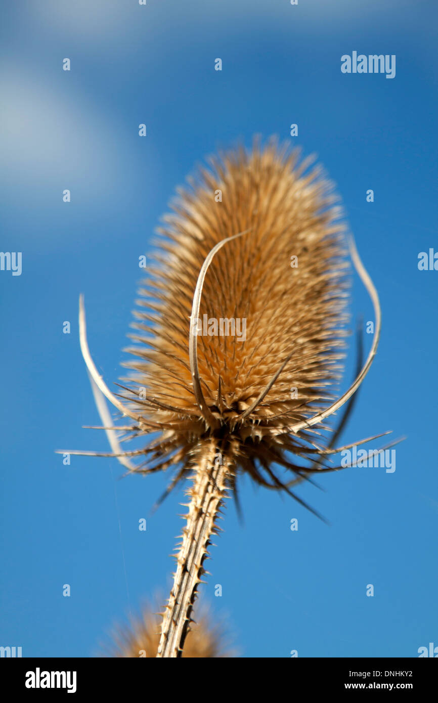 Dipsacus fullonum : Fuller's teasel or wild teasel in the garden of ...