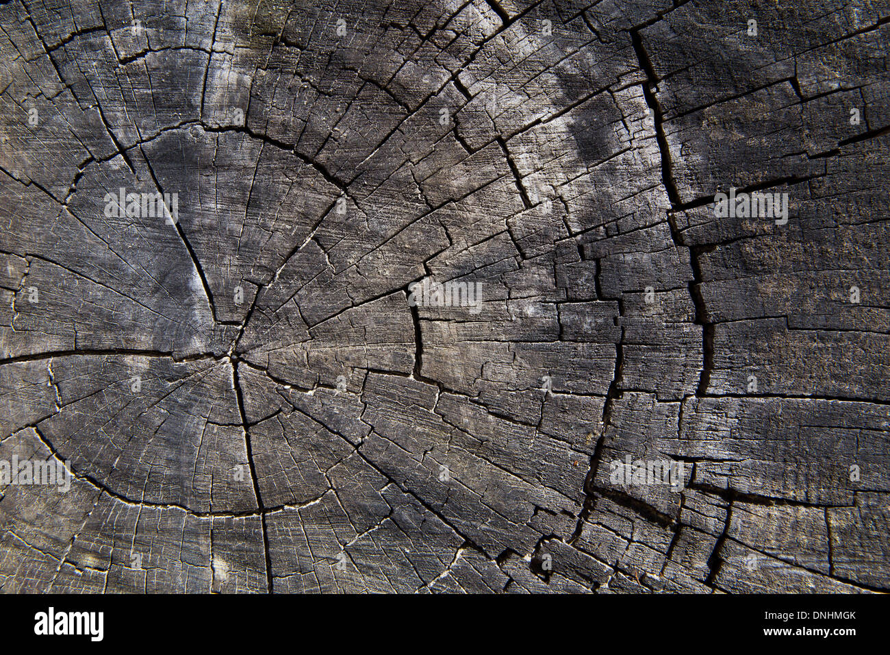 Section of a tree stump from above Stock Photo - Alamy