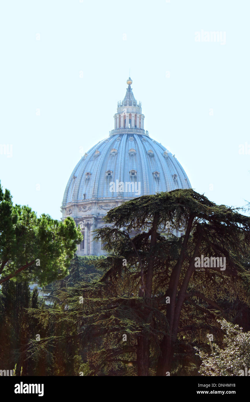 Gian pine hi-res stock photography and images - Alamy