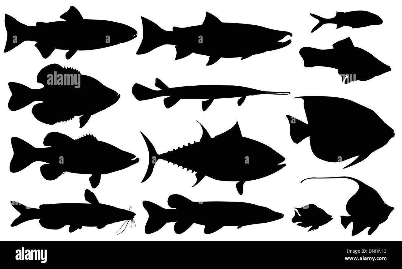 set of different fish isolated Stock Photo - Alamy