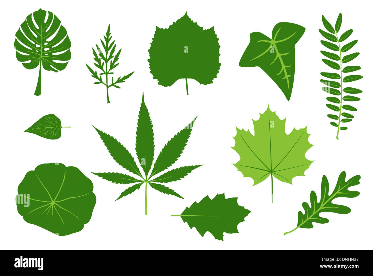 set of different leaves isolated Stock Photo - Alamy