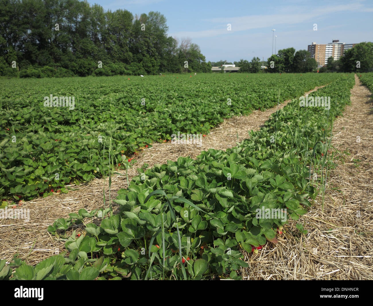 Shouldice canada hi-res stock photography and images - Alamy