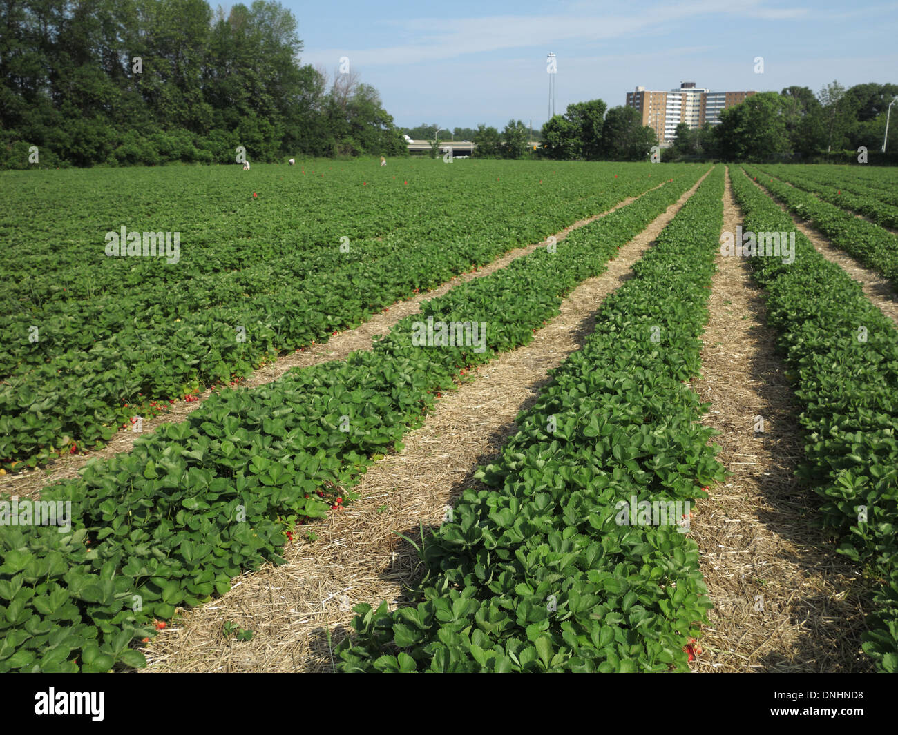 Shouldice urban strawberry farm in Ottawa, Canada, June 25, 2013 Stock ...