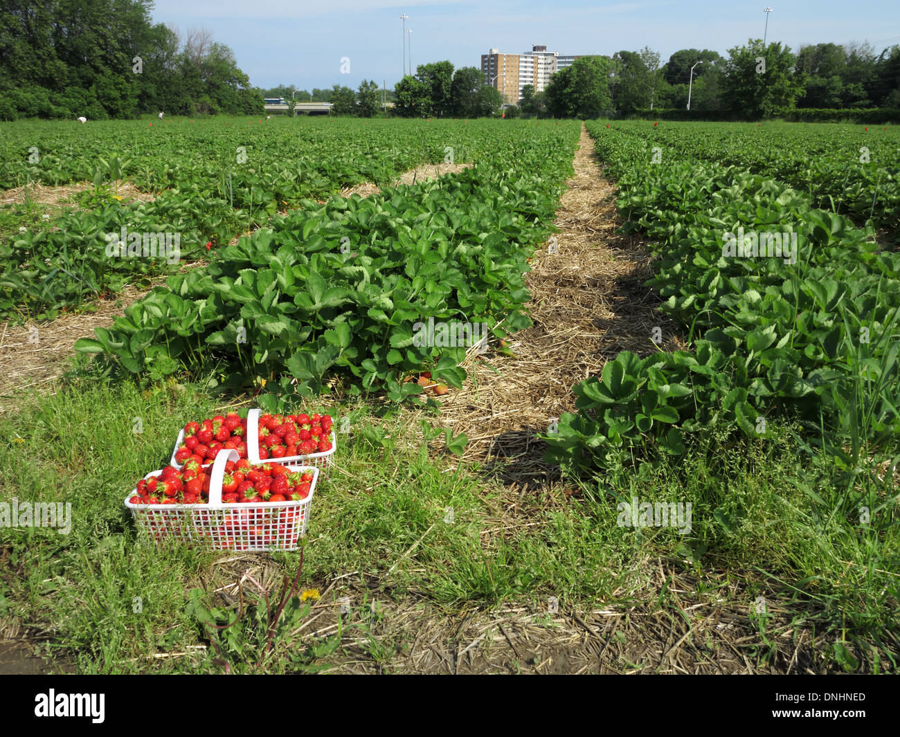 Canada farm hi-res stock photography and images - Alamy