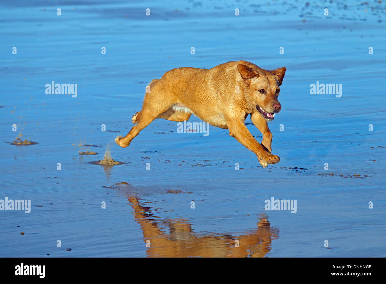 Yellow Labrador running along Norfolk beach Stock Photo - Alamy