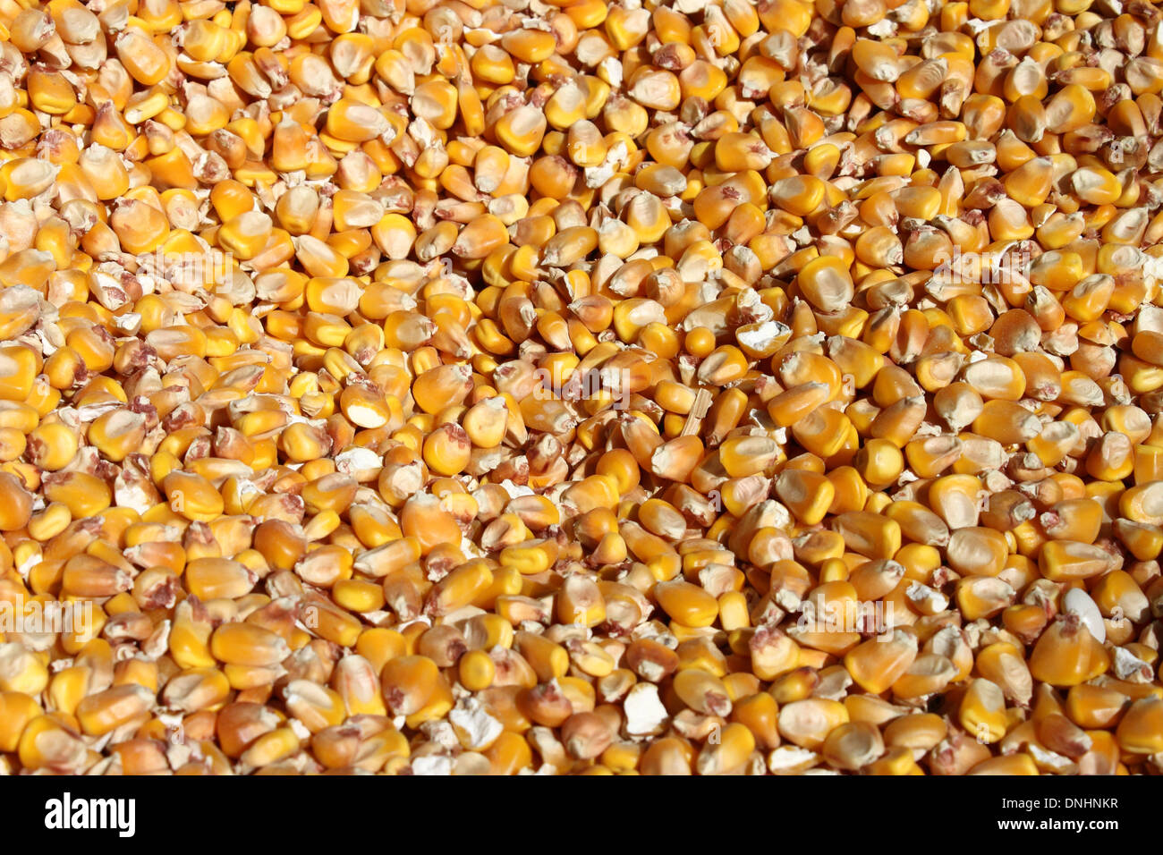 Corn grains hi-res stock photography and images - Alamy