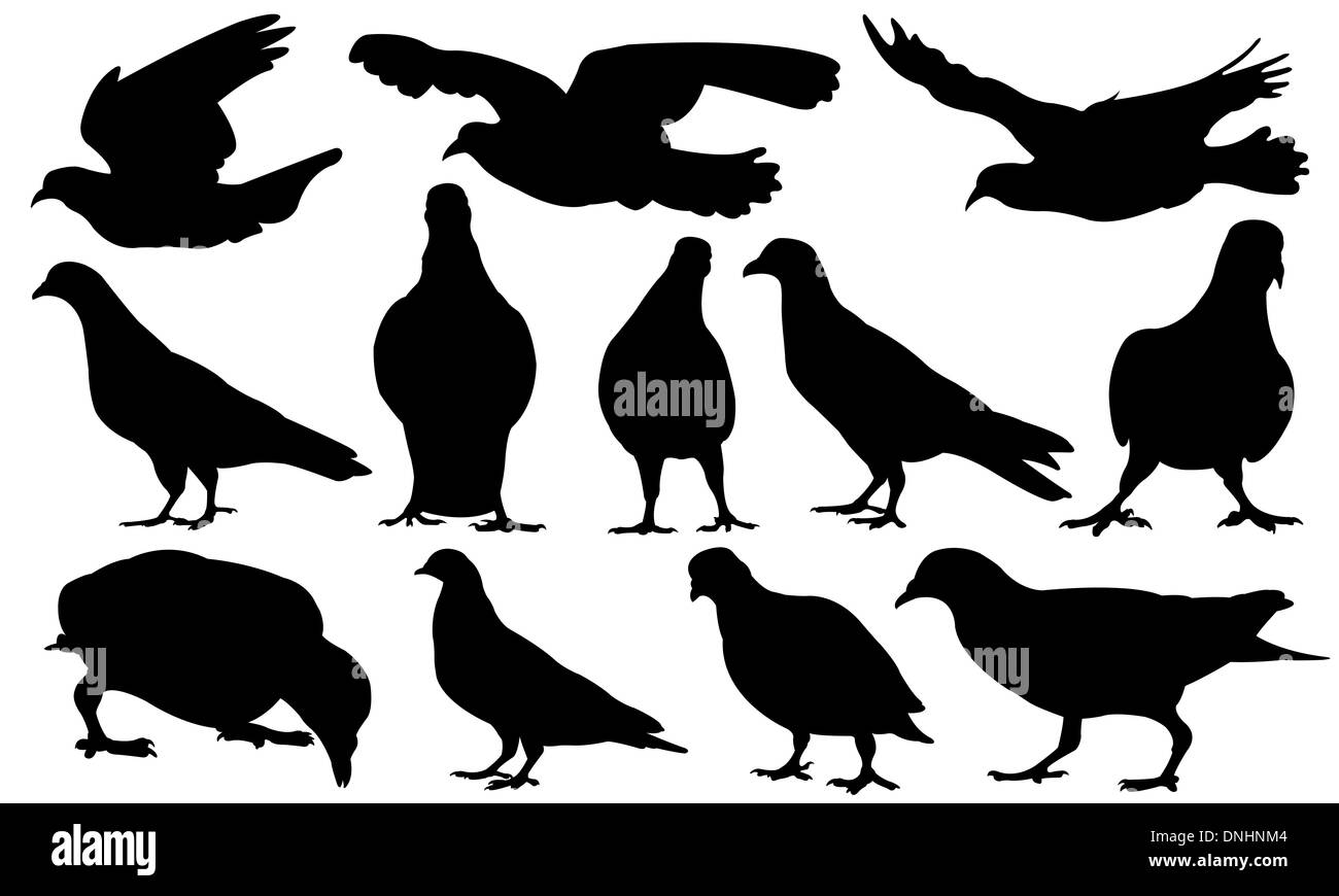 For pigeons Cut Out Stock Images & Pictures - Alamy