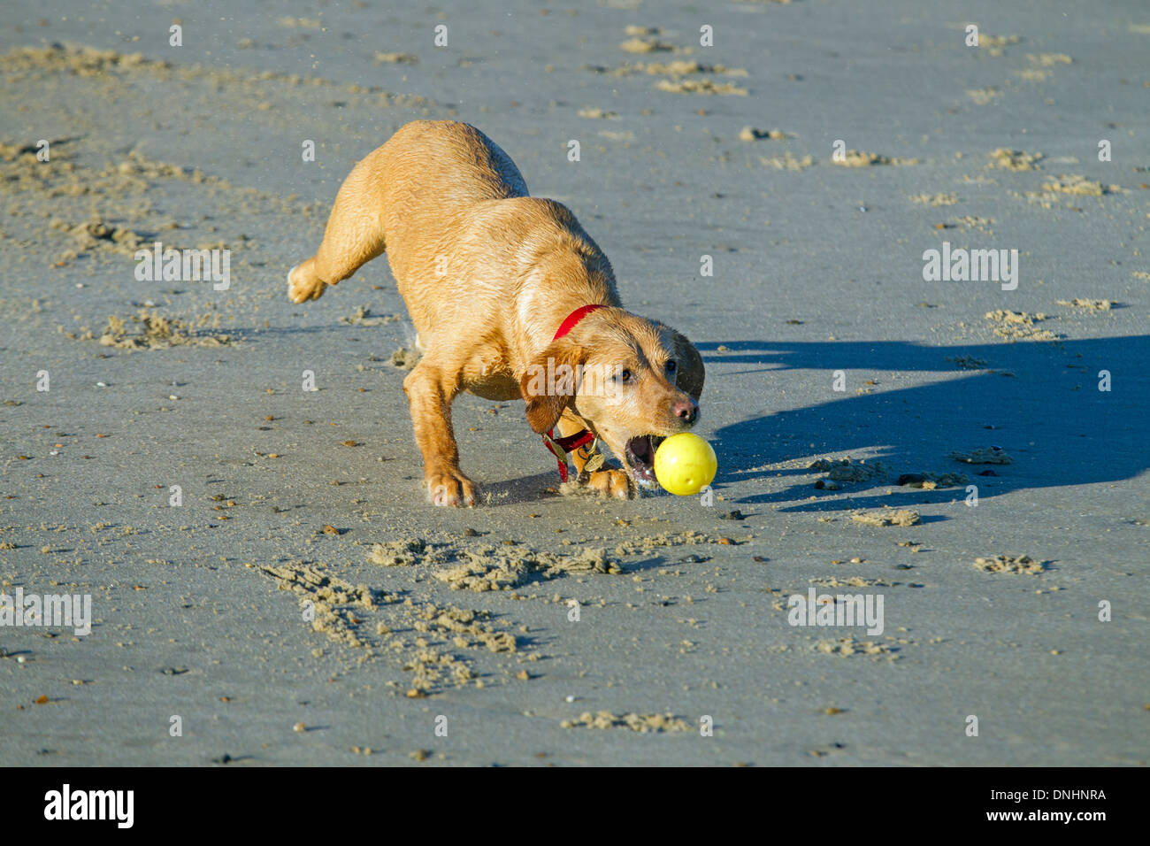 Good pedigree hi-res stock photography and images - Alamy