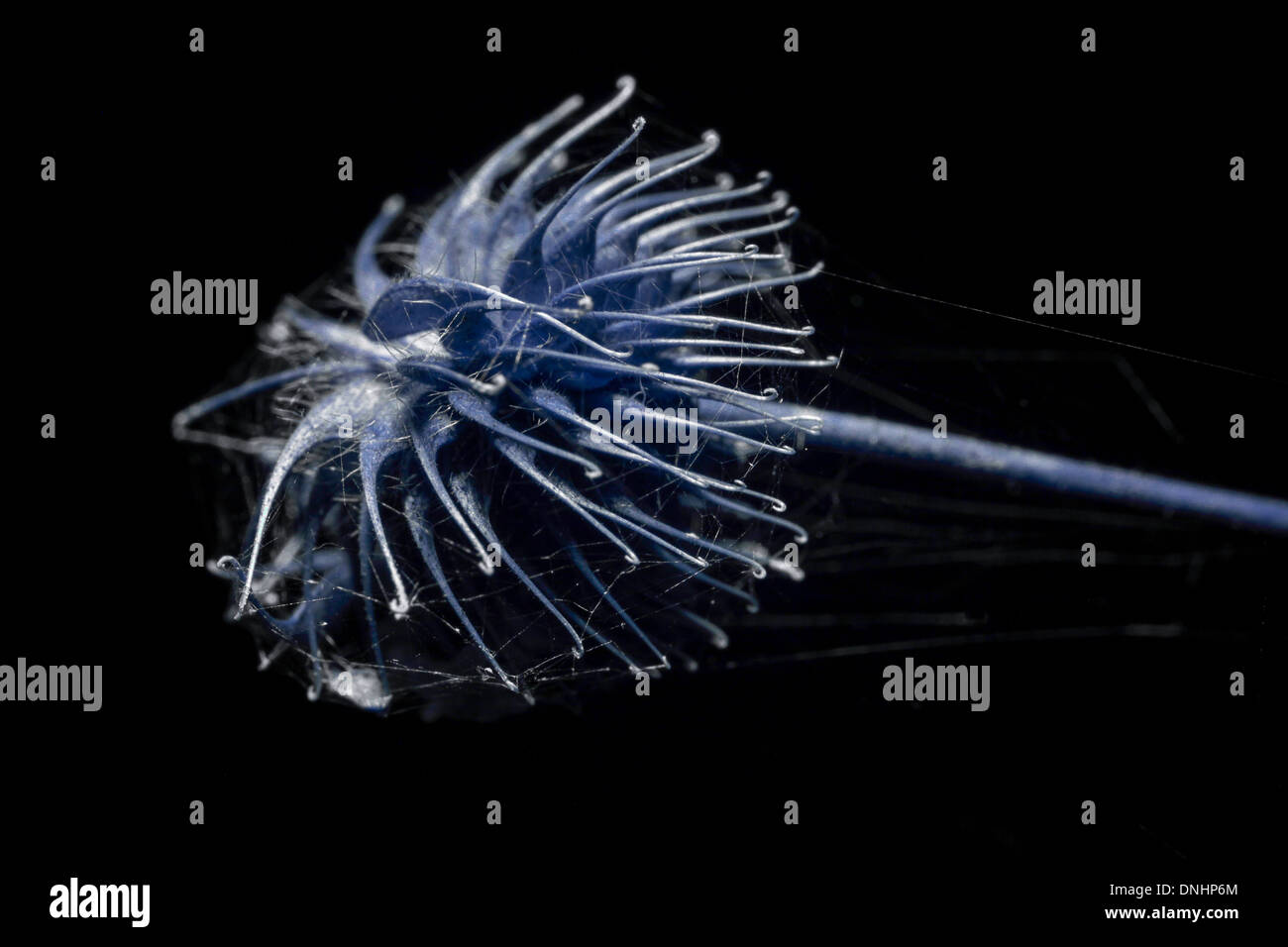 Uv pass filter hi-res stock photography and images - Alamy
