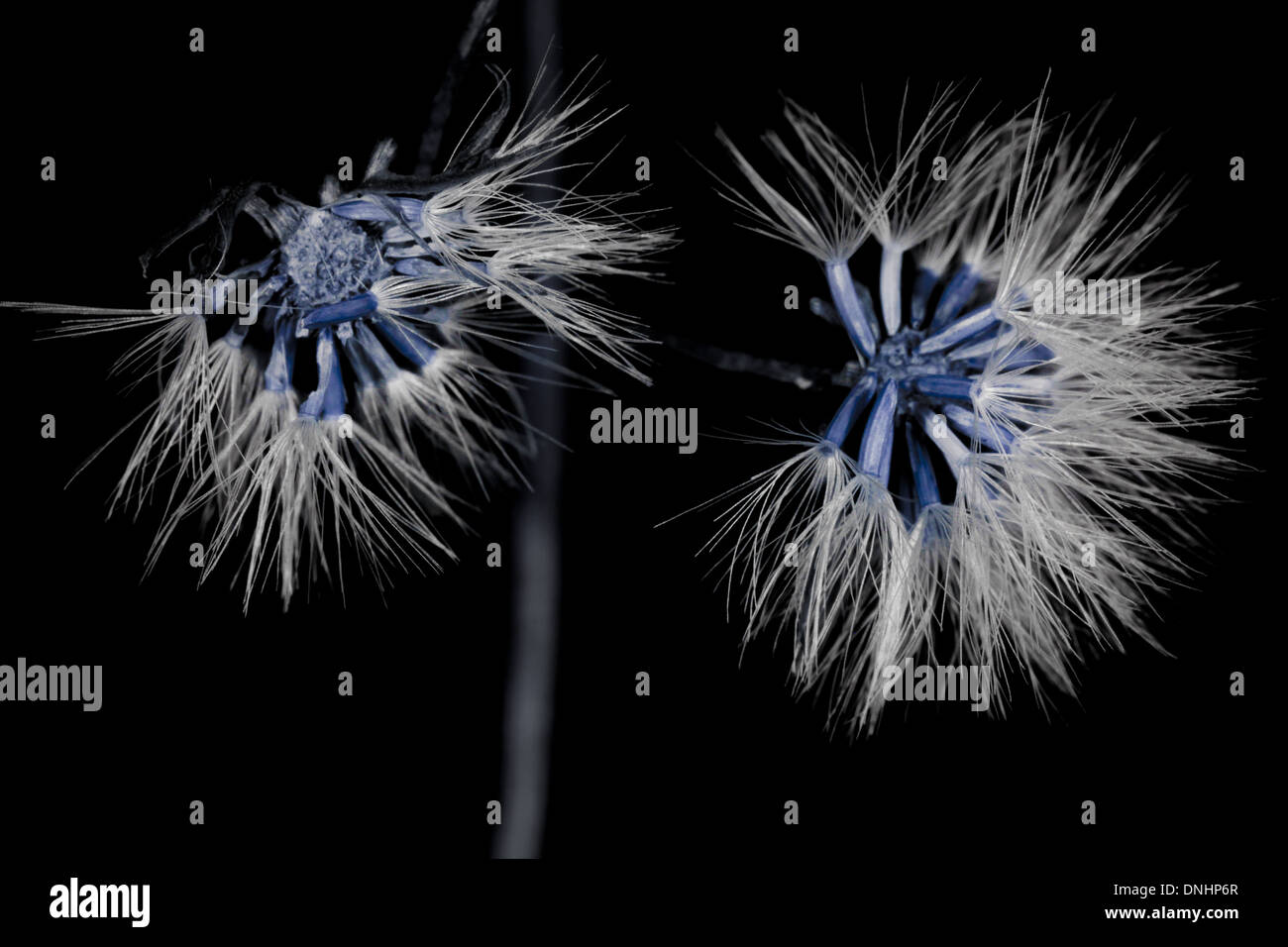 Uv pass filter hi-res stock photography and images - Alamy
