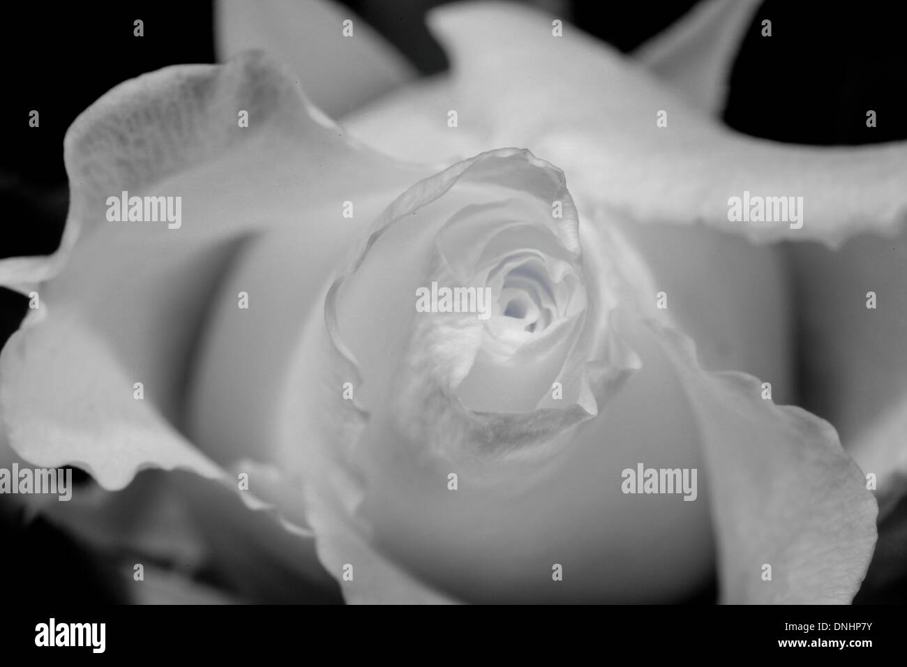 Ultraviolet photography of a rose Stock Photo - Alamy