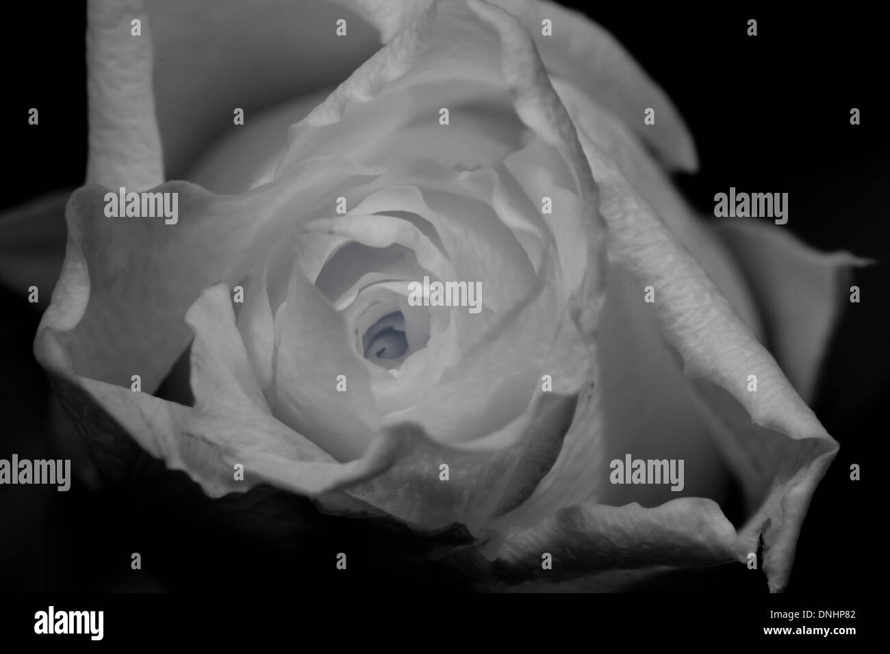 Ultraviolet photography of a rose Stock Photo - Alamy