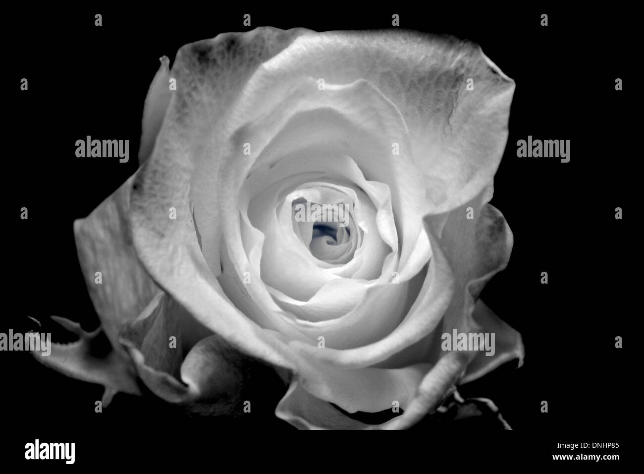 Ultraviolet photography of a rose Stock Photo - Alamy