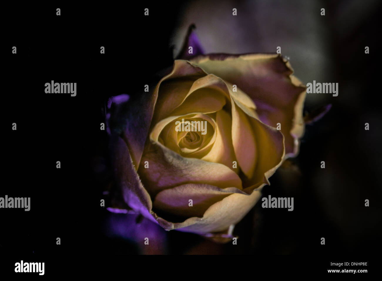 Rose taken with Ultraviolet photography, techniques Stock Photo - Alamy