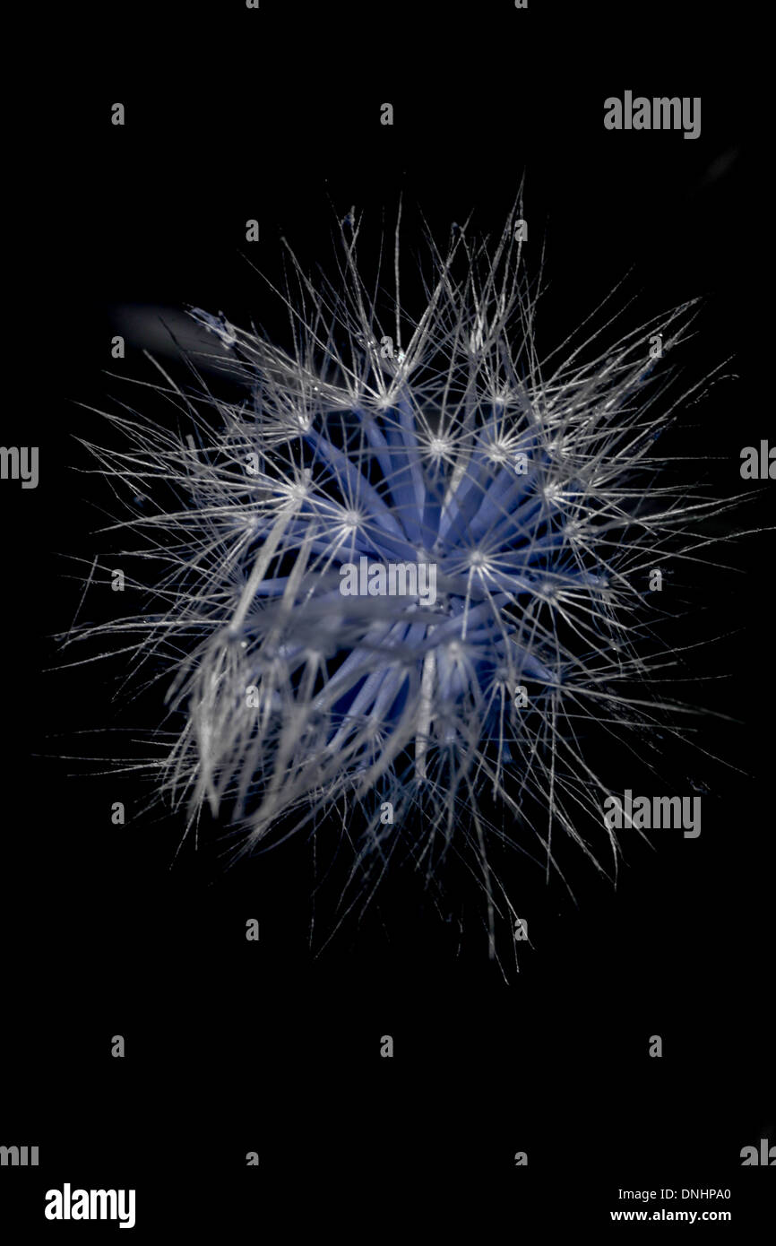 Uv pass filter hi-res stock photography and images - Alamy