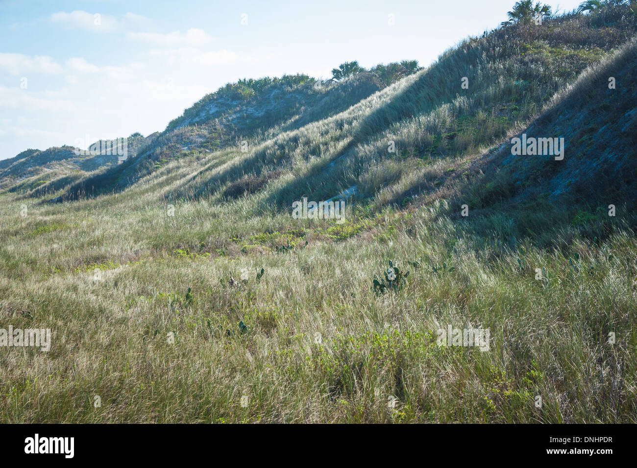 The natural beauty of North Florida sand dunes along Ponte Vedra Beach ...