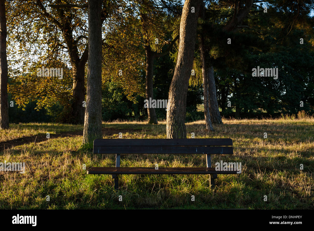Bench Under Trees In Park High Resolution Stock Photography and Images ...