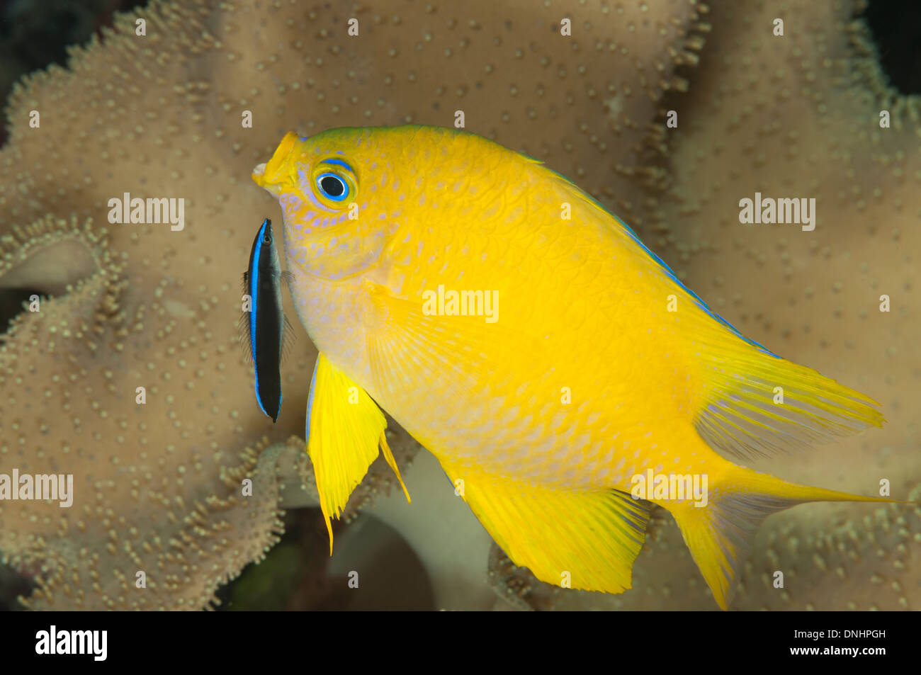 A yellow damselfish is being cleaned Stock Photo - Alamy