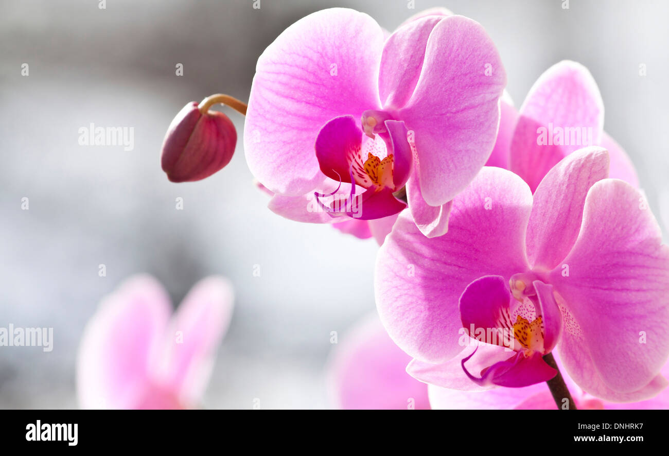 Pink orchid in the spring Stock Photo - Alamy