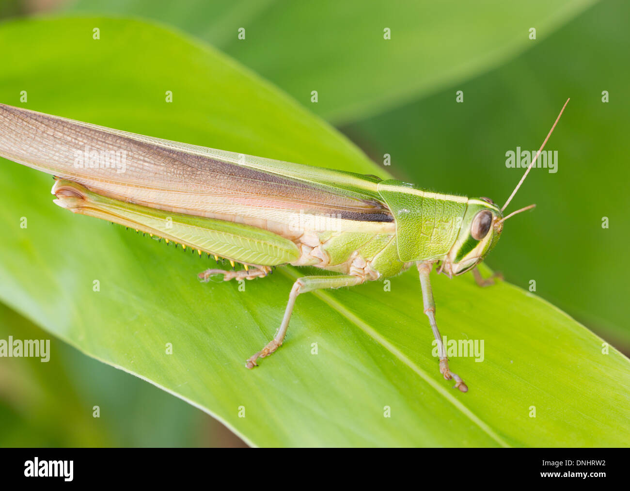Grasshopper side angle view hi-res stock photography and images - Alamy