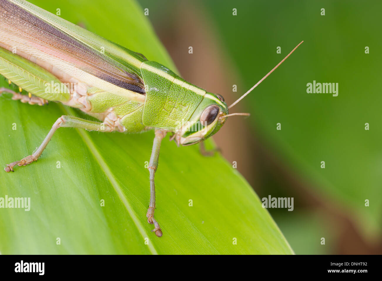 Side angle full view grasshopper hi-res stock photography and images ...