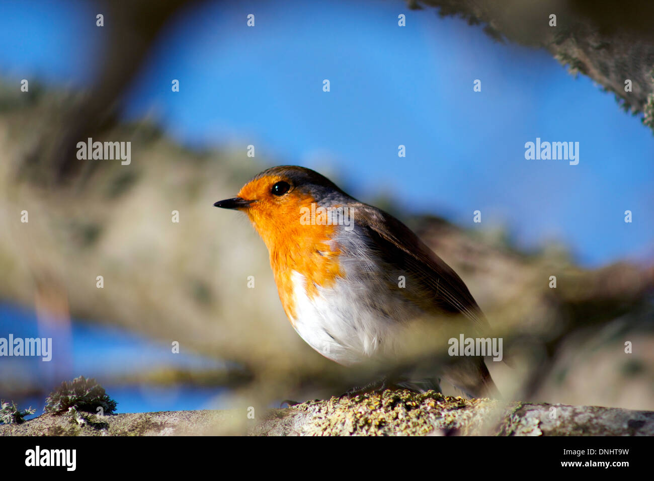 Robin winter tree hi-res stock photography and images - Alamy