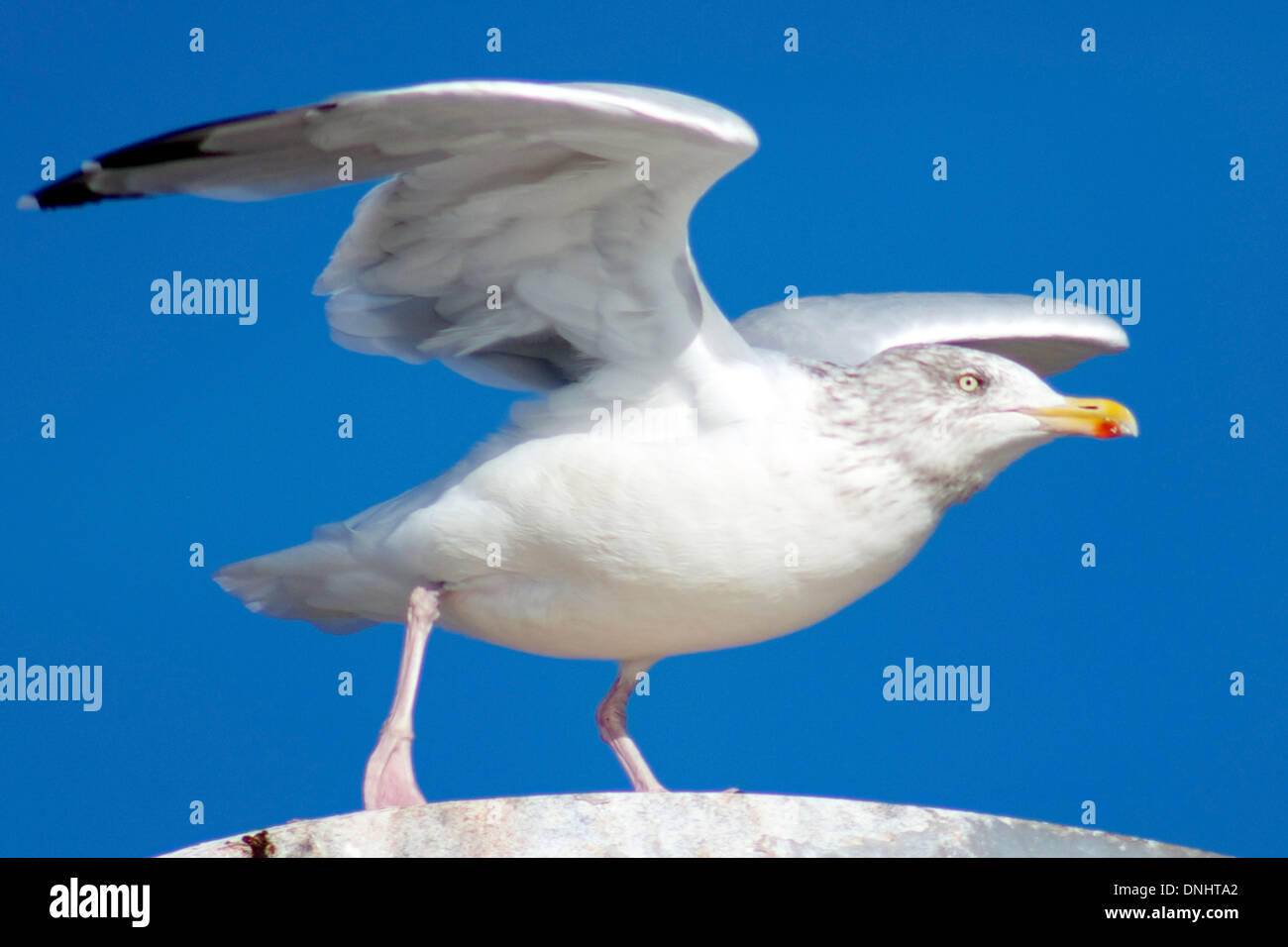 Seagull taking off Stock Photo - Alamy