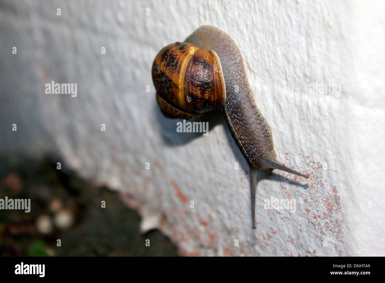Snail hermaphrodite hi-res stock photography and images - Alamy