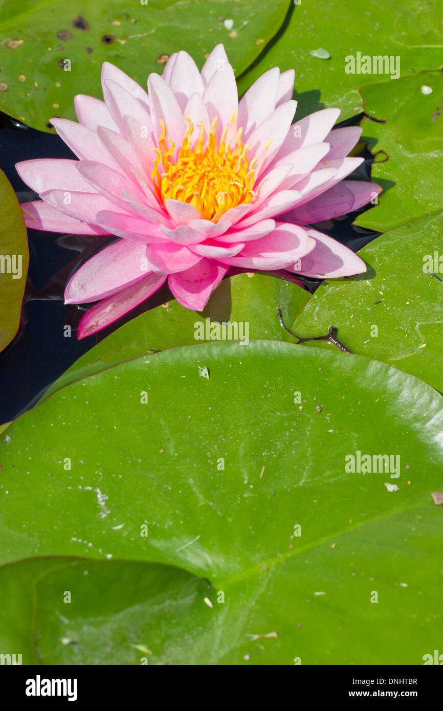 Pink water lily Stock Photo - Alamy