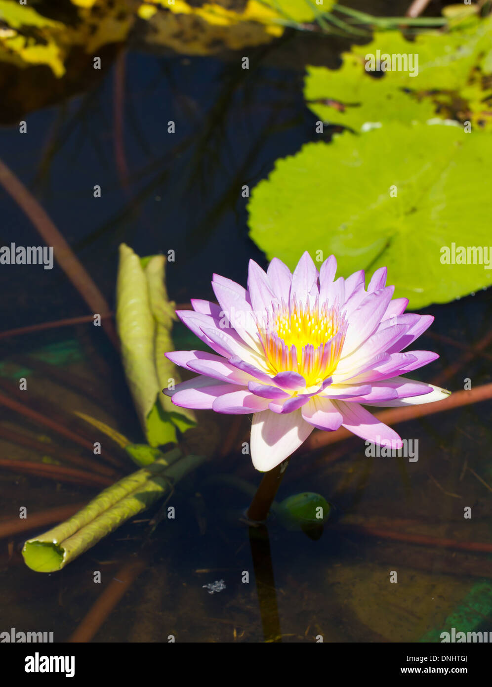 Pink water lily Stock Photo - Alamy