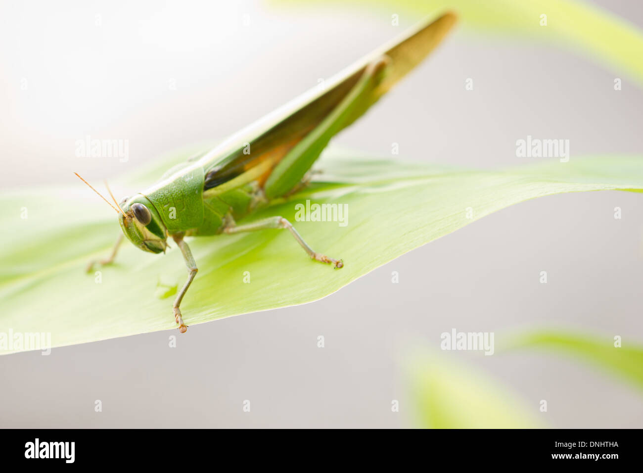 Grasshopper side angle view hi-res stock photography and images - Alamy