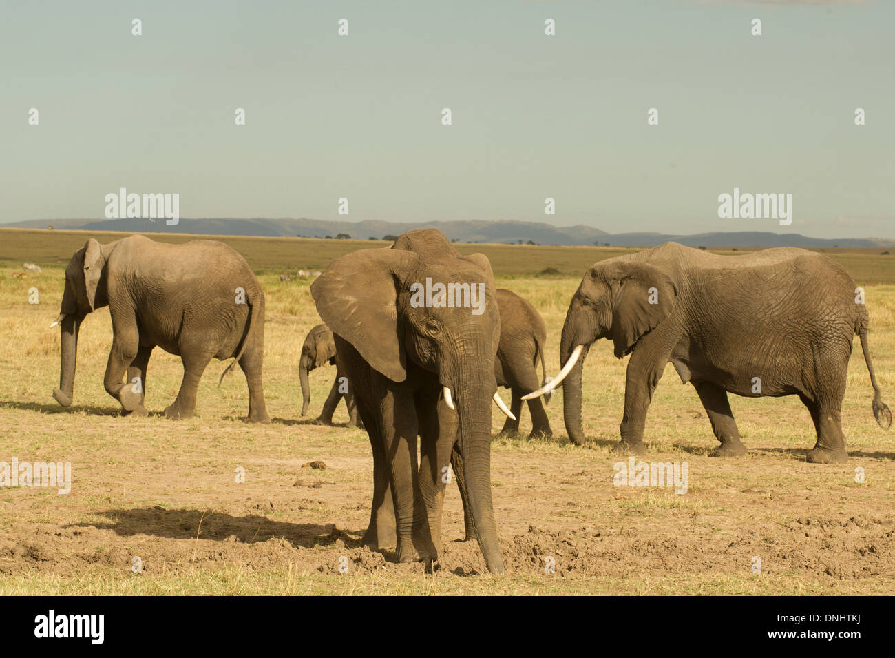 Elephant african forest jungle hi-res stock photography and images - Alamy
