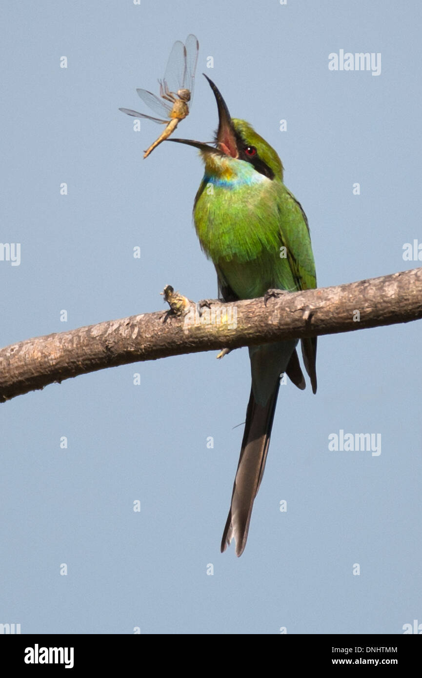Swallow tailed bee-eater Stock Photo - Alamy