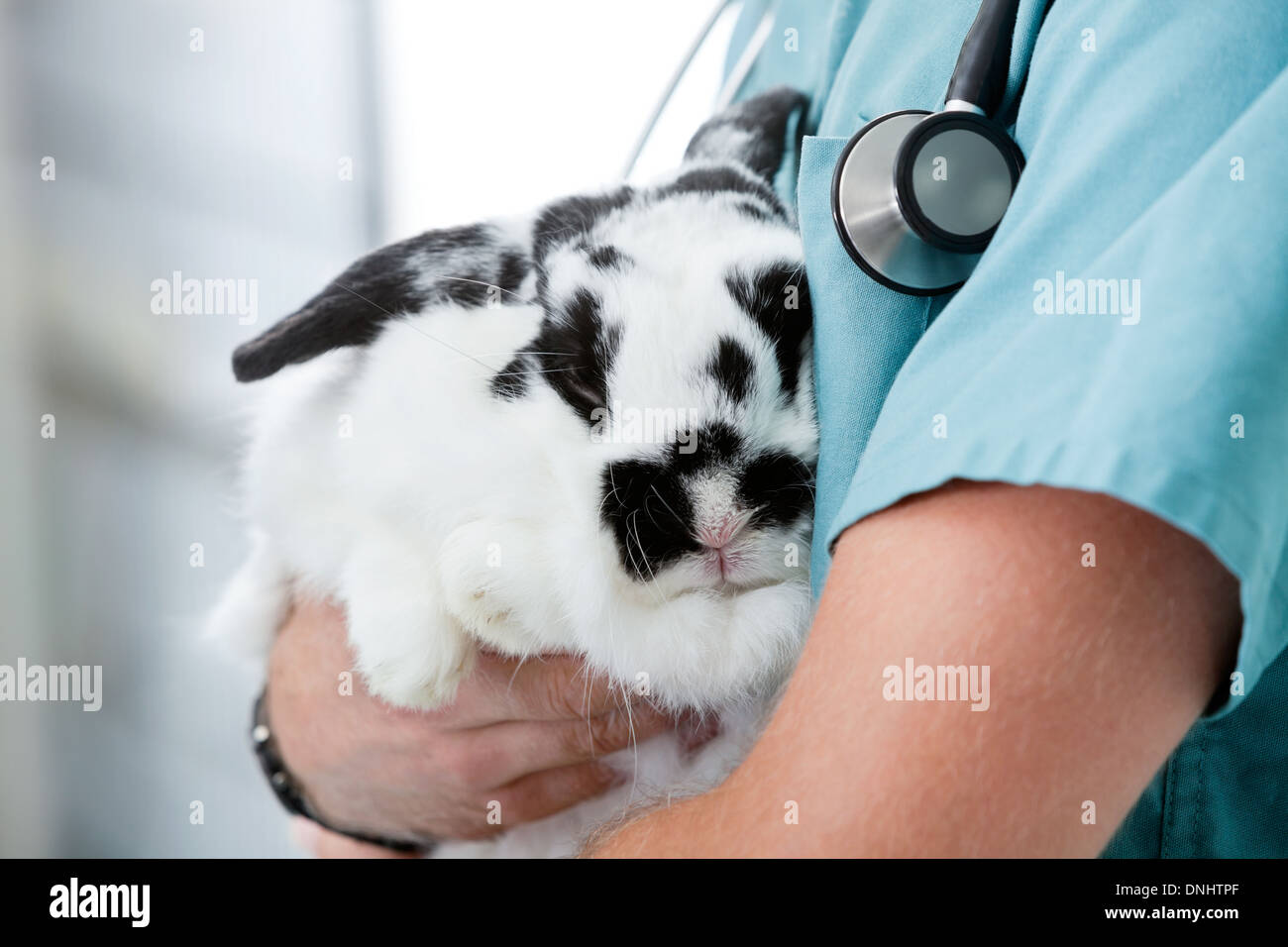 Mid Section Of Male Veterinarian Doctor Carrying A Rabbit Stock Photo ...
