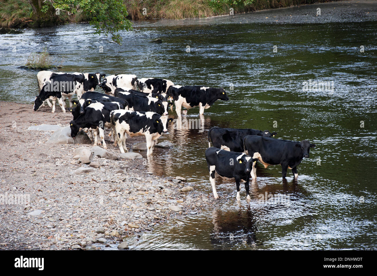 Cattle drinking river hi-res stock photography and images - Alamy