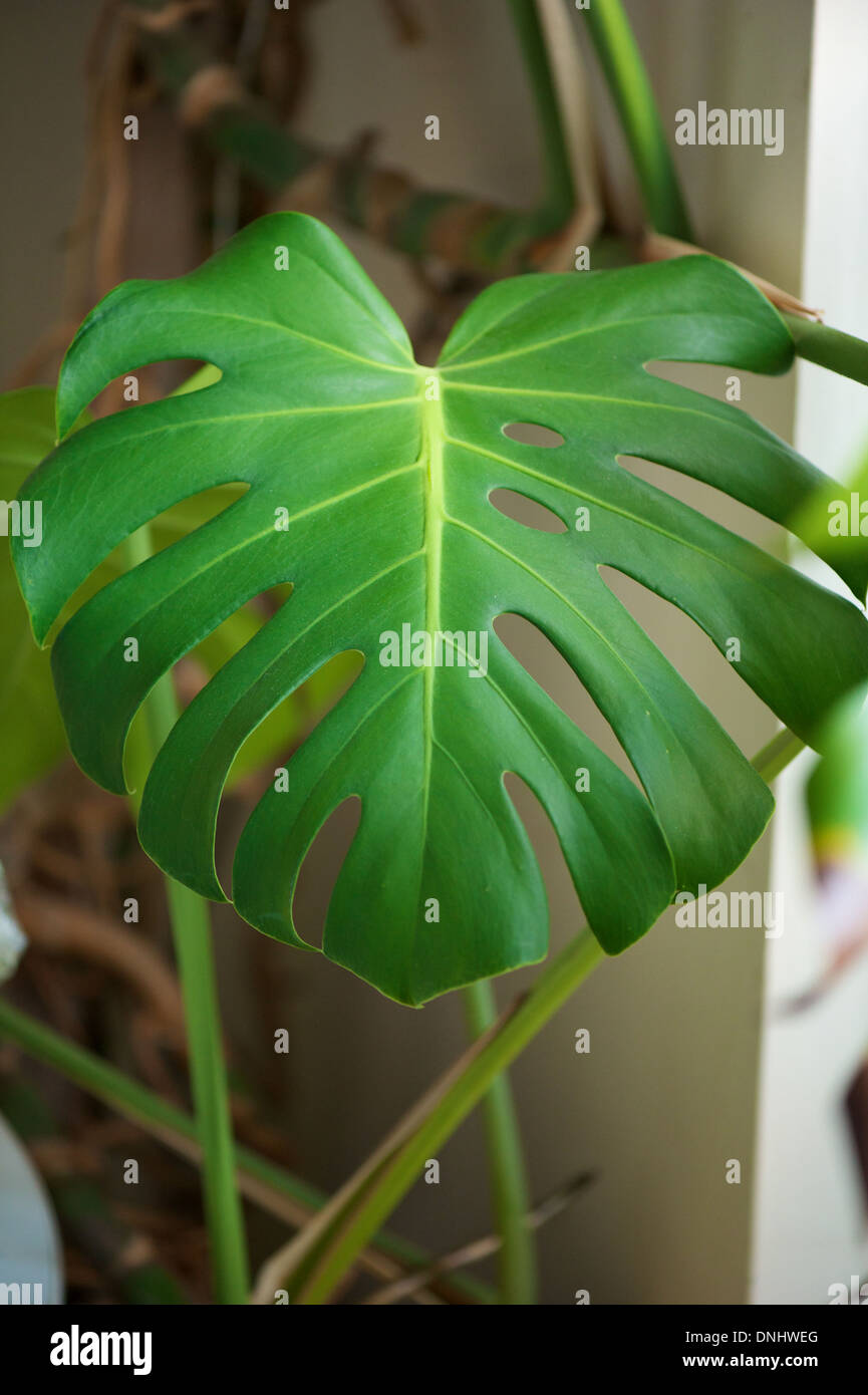 Swiss cheese plant and indoor hi-res stock photography and images - Alamy