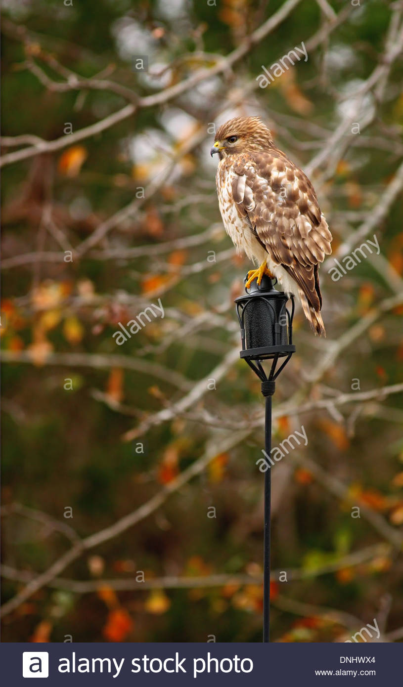 Tiki Torch High Resolution Stock Photography and Images - Alamy