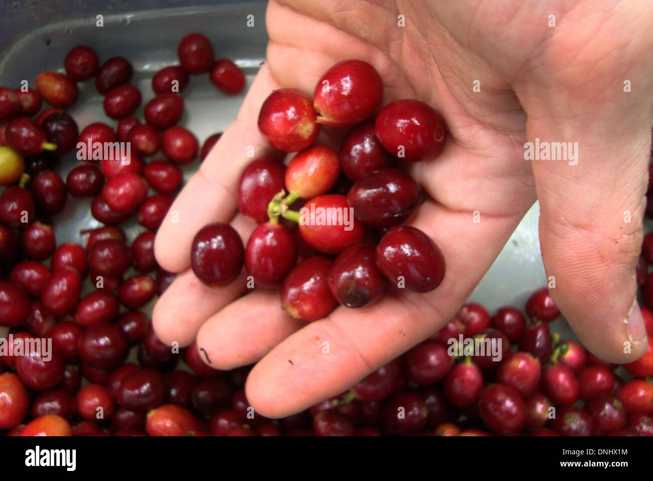 Coffee farm puerto rico hi-res stock photography and images - Alamy