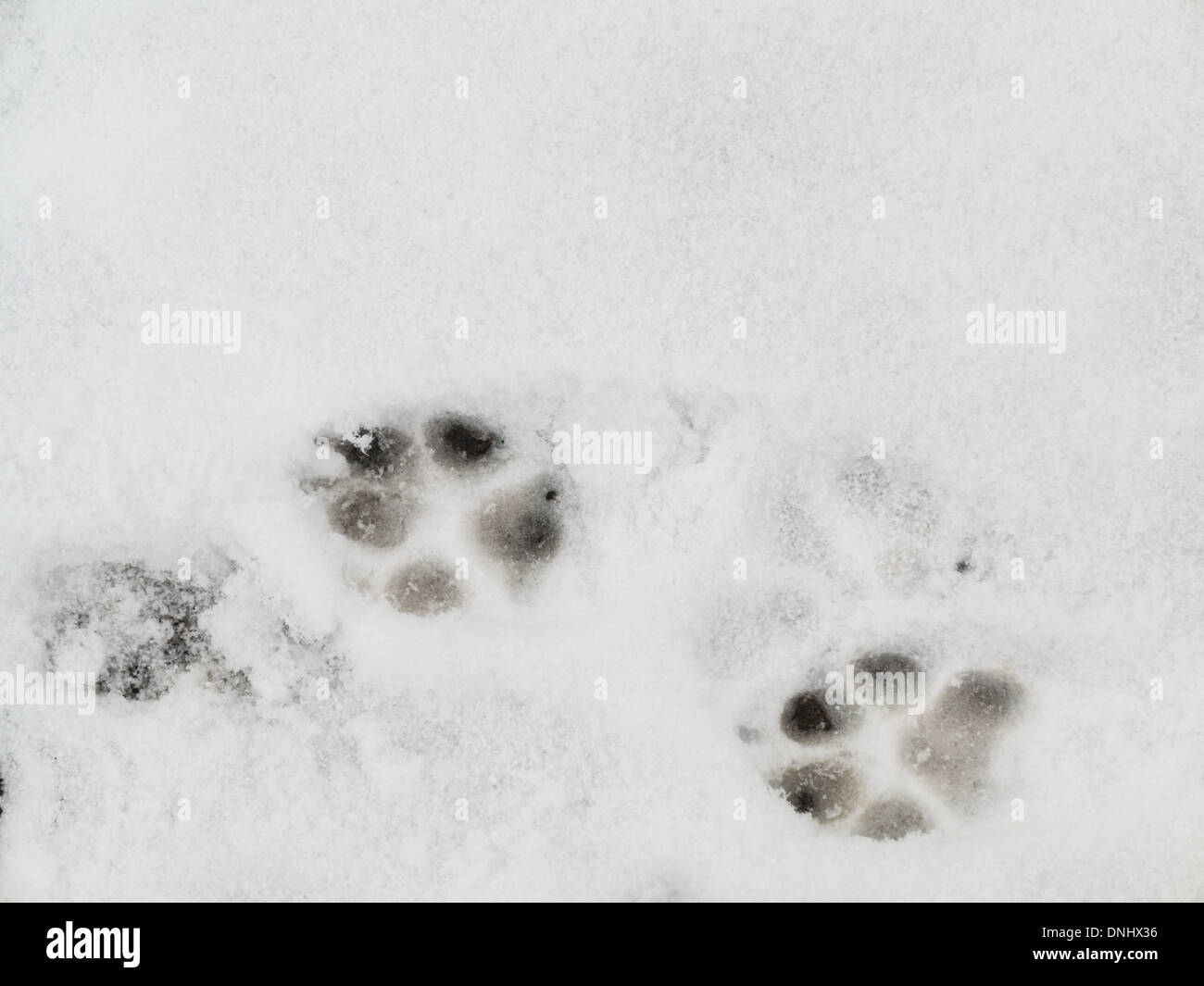 Animal tracks footprints in fresh snow winter scenery Stock Photo - Alamy