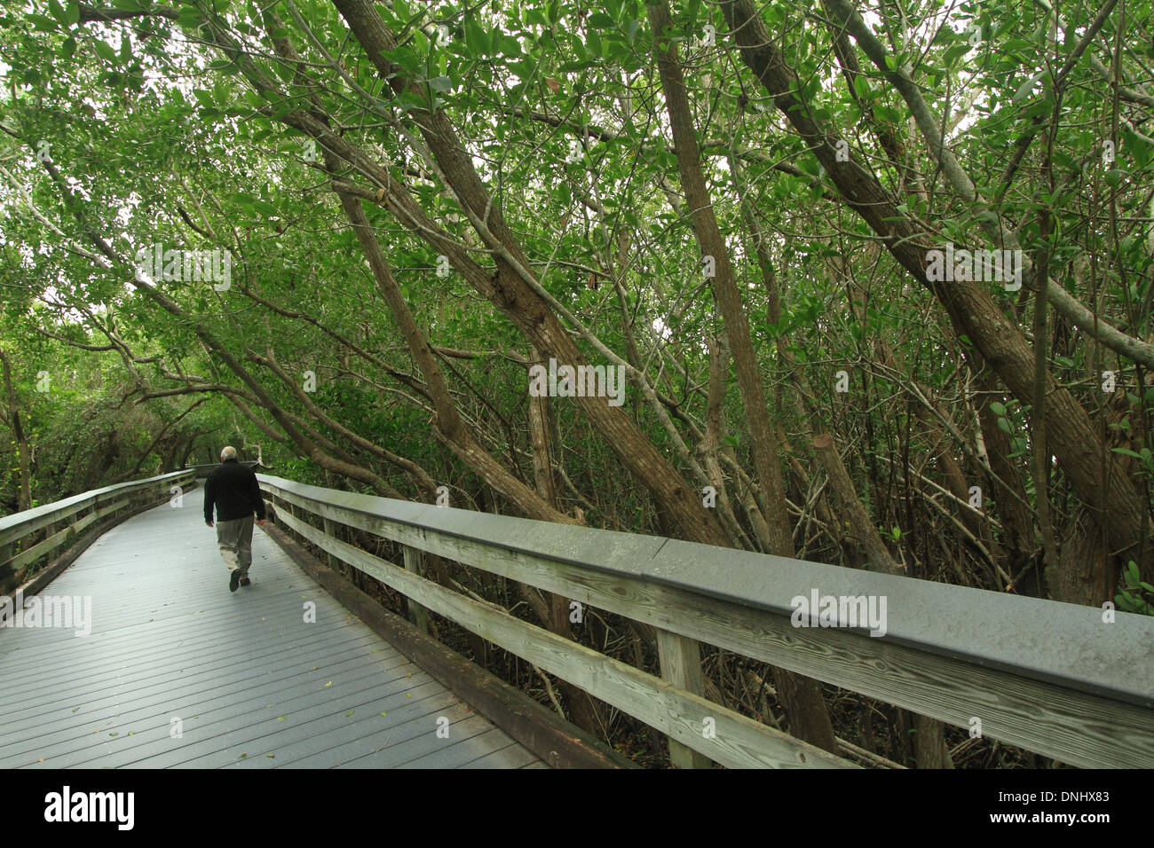 Boardwalk through mangroves hi-res stock photography and images - Alamy