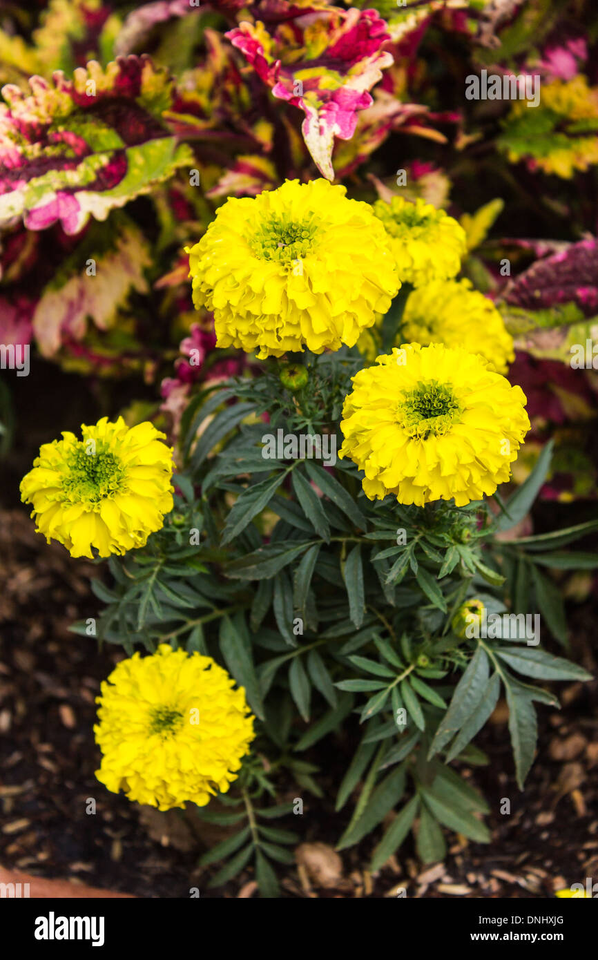 Yellow Marigold Flower Stock Photo - Alamy