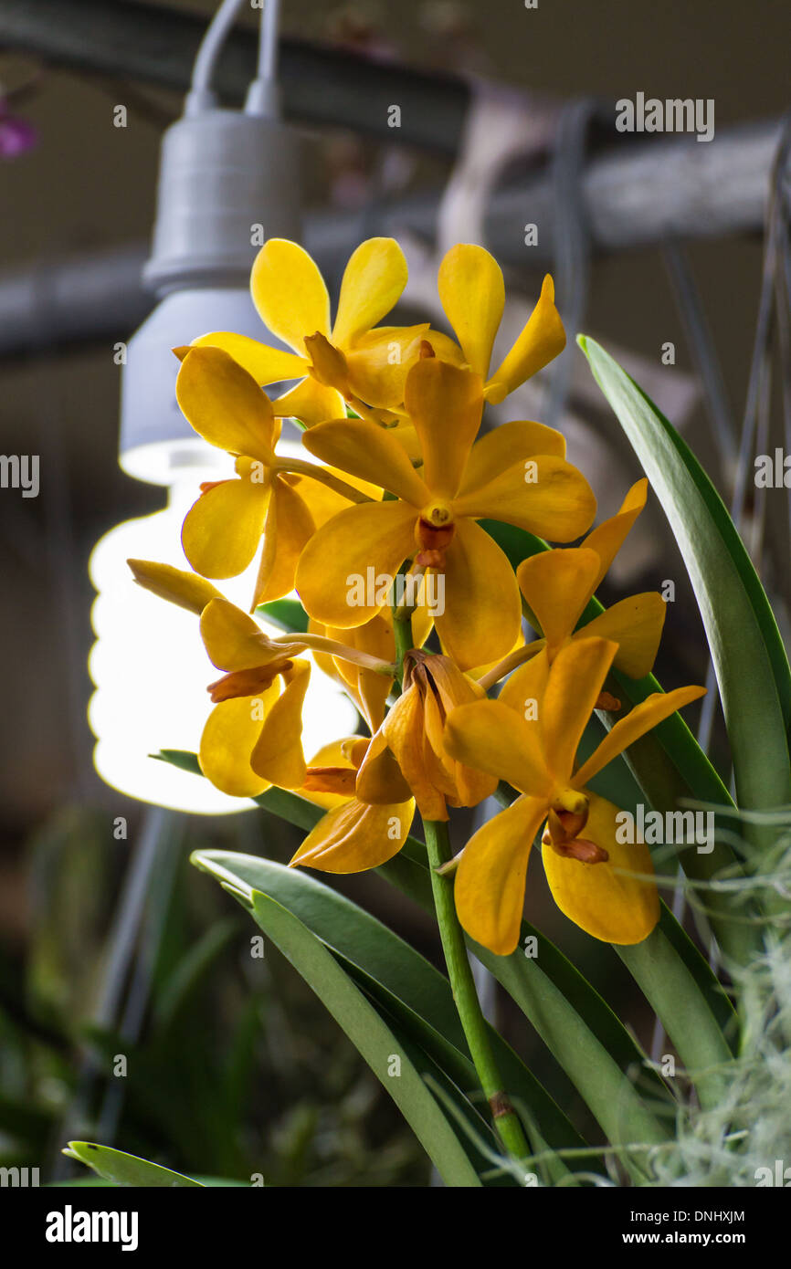 Orchid culture hi-res stock photography and images - Alamy