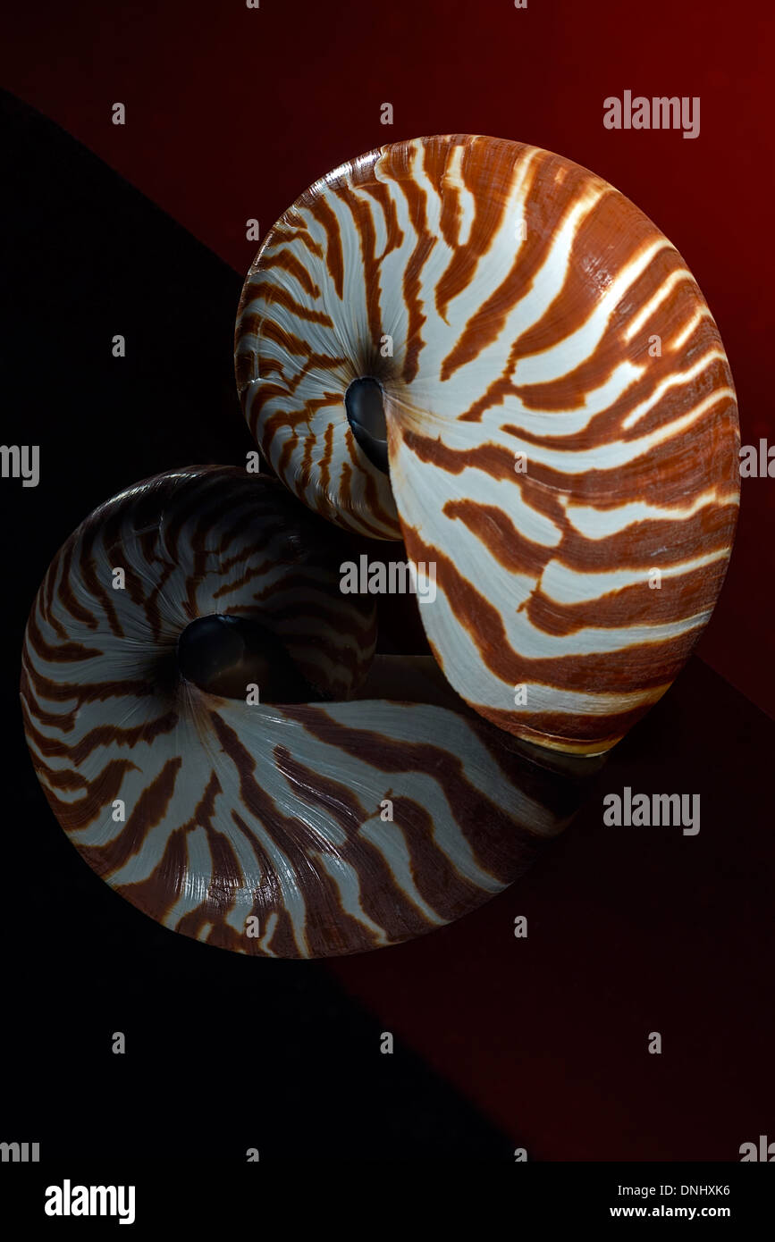 nautilus shell isolated on red and black background Stock Photo - Alamy