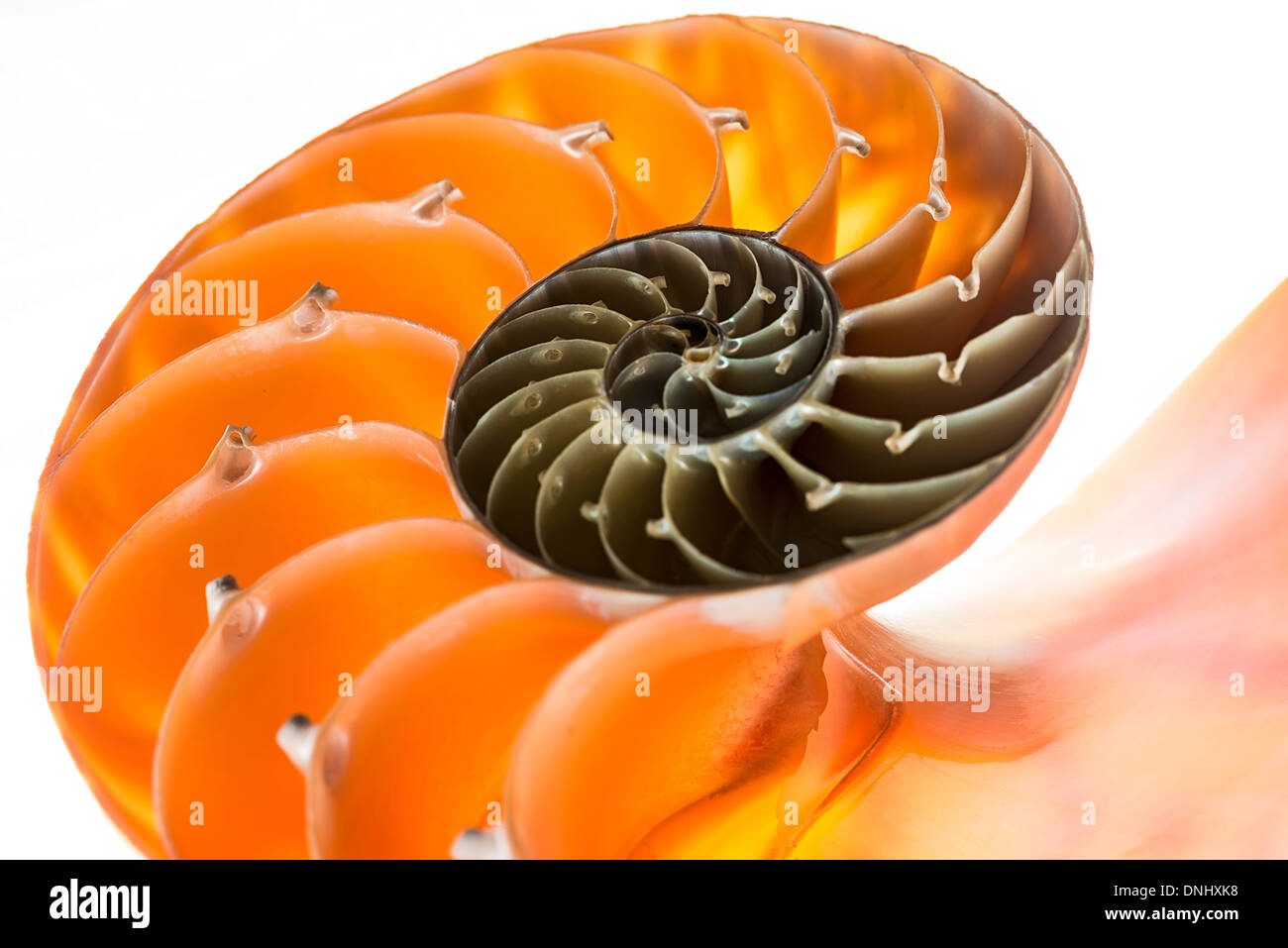 Nautilus shell isolated on a white background Stock Photo - Alamy