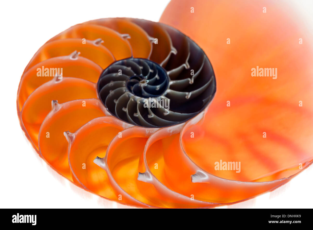 Nautilus shell isolated on a white background Stock Photo - Alamy