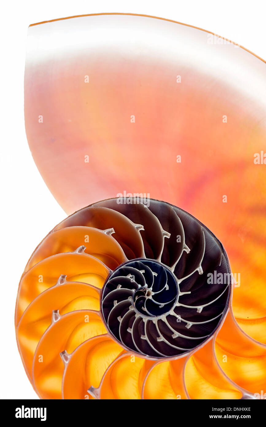 Nautilus shell isolated on a white background Stock Photo - Alamy